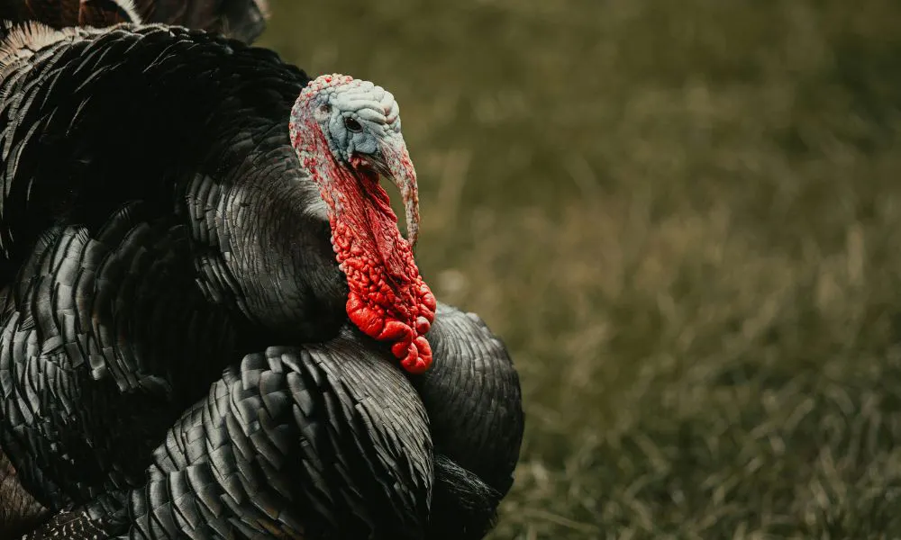 Why do we eat turkey at Christmas? The long-standing tradition explained