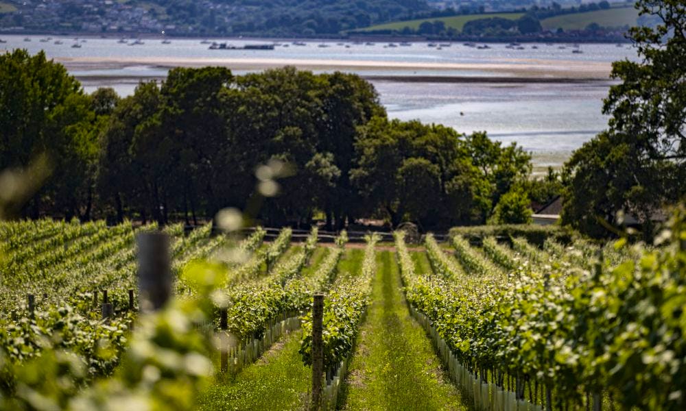 Best vineyards in the UK: 12 stunning wineries you can visit