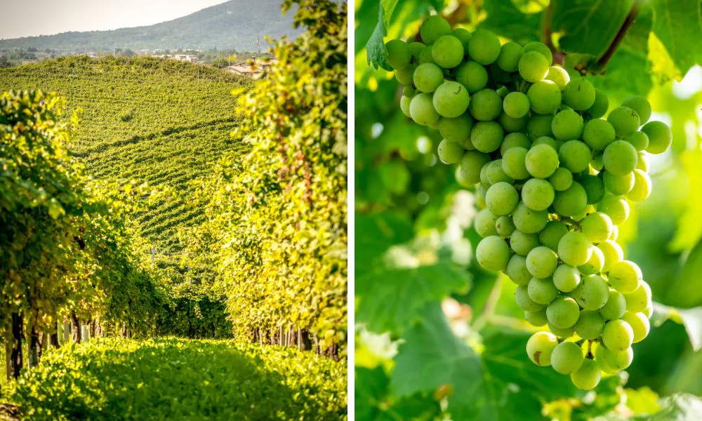 Ruggeri: Elevating Prosecco from party staple to gastronomic delight