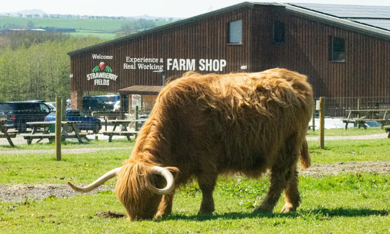 Strawberry Fields Farm Shop and Restaurant, Cornwall - Restaurant ...